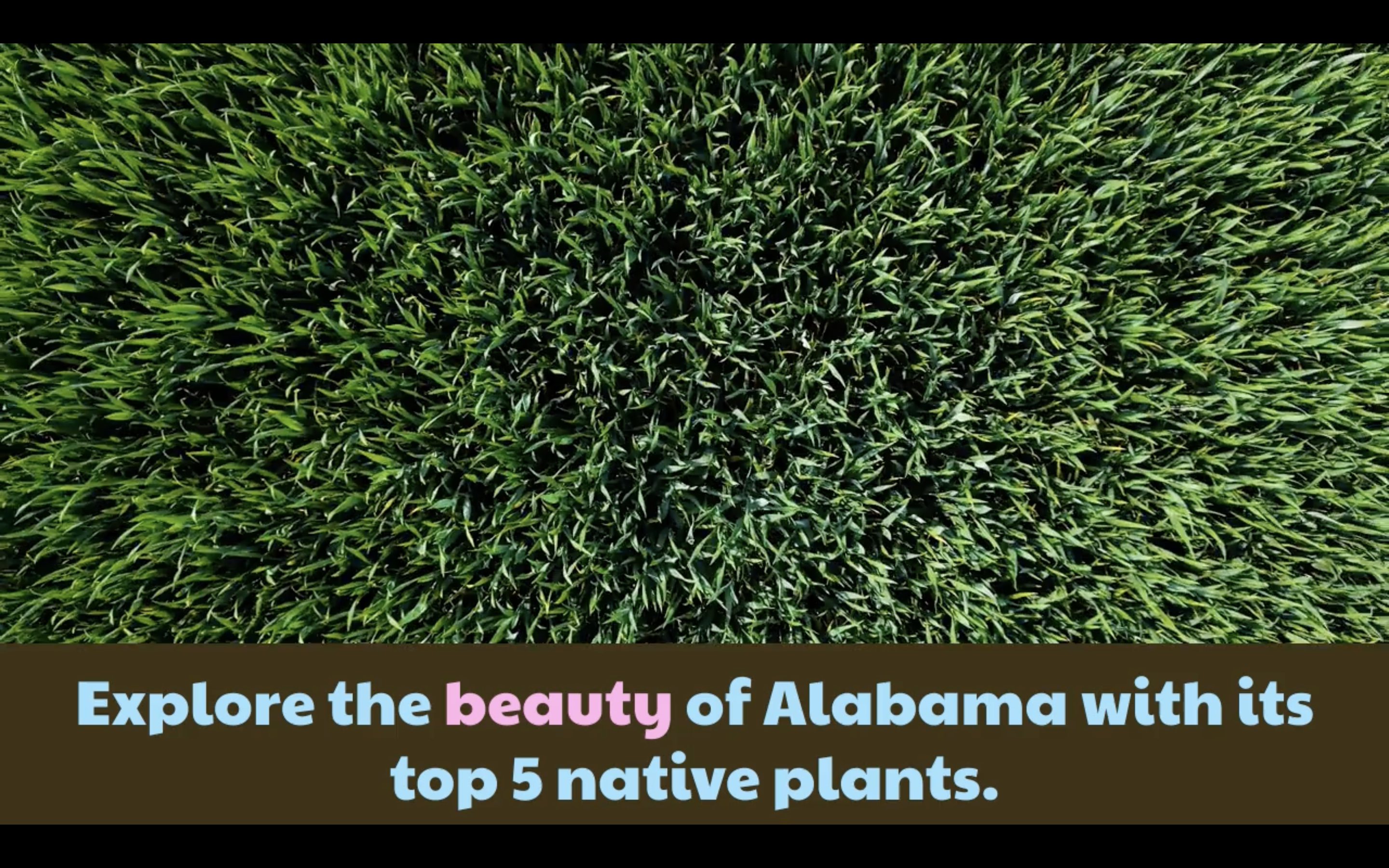 Top 5 Native Plants in Alabama | Steve.AI Sample Video
